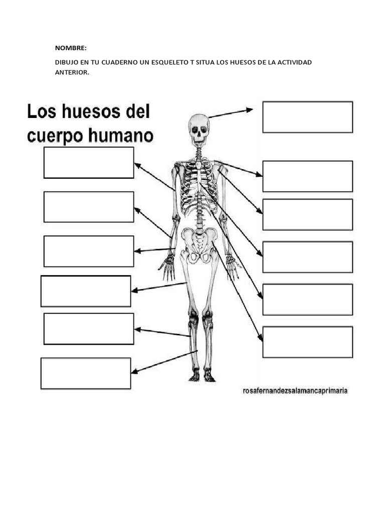 EL ESQUELETO HUMANO | PDF