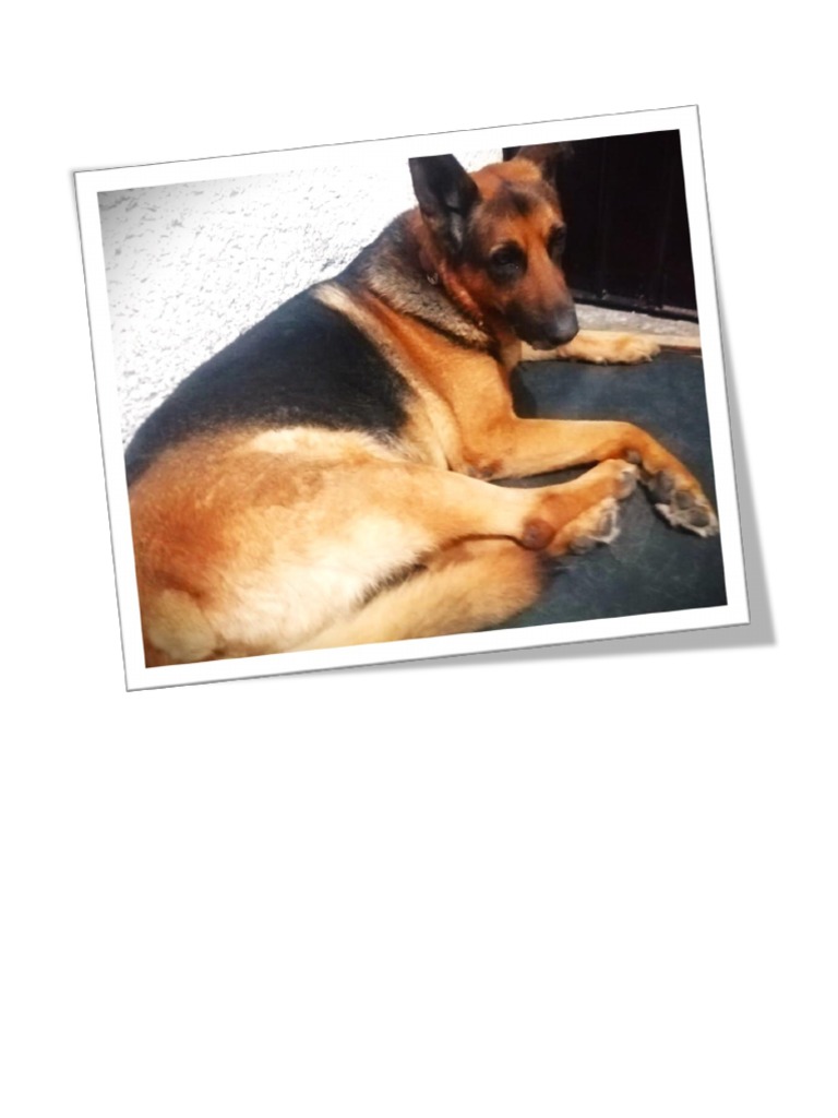 Rex | PDF