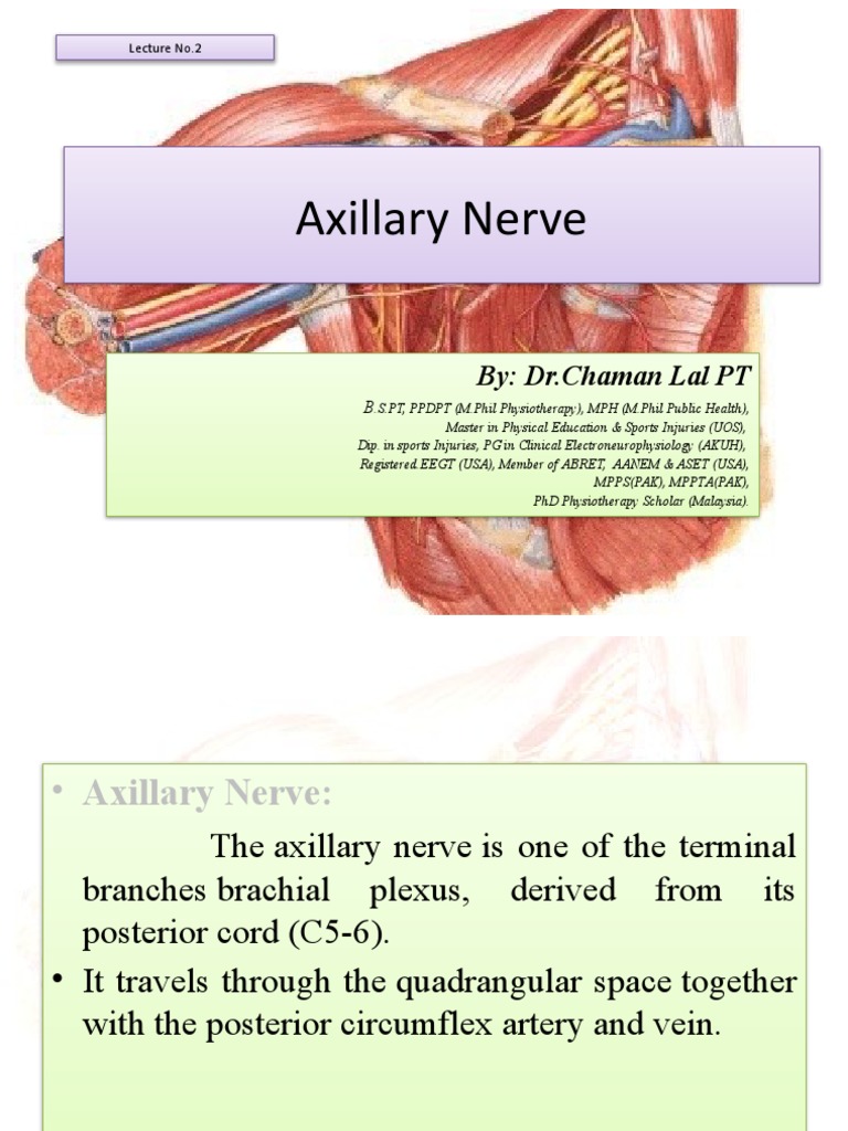 Lecture No.2 Axillary Nerve by DR Chaman Lal PT | PDF | Arm | Limbs ...