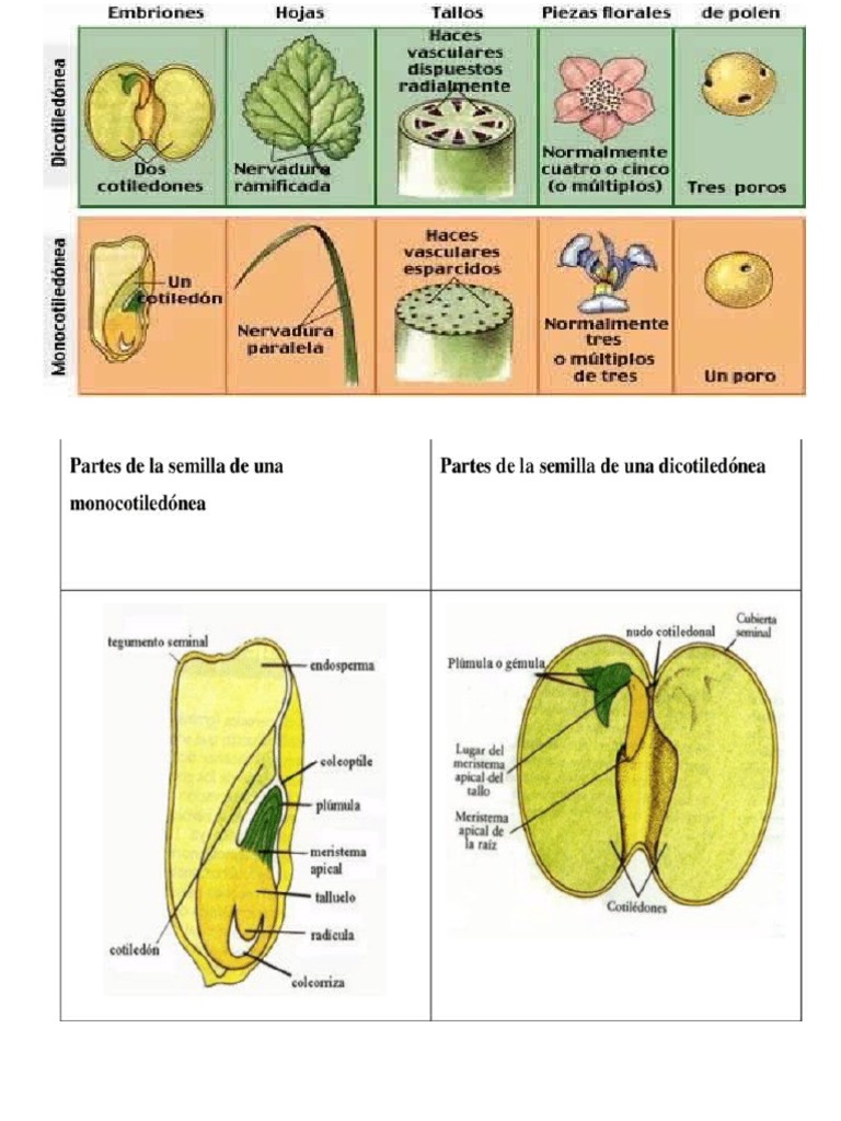 Figuras de Las Diferenias Entre Las Monocotiledoneas y Dicotiledoneas | PDF