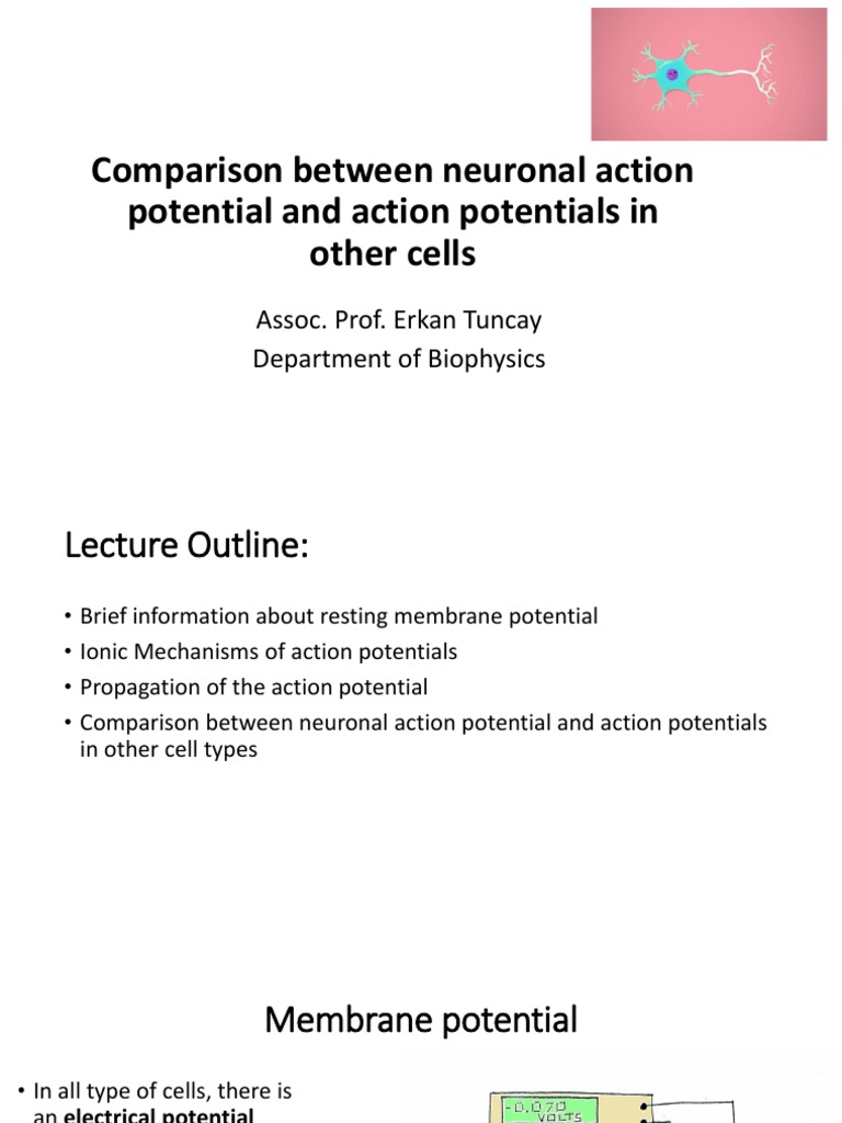 Comparison Between Neuronal Action Potential and Action Potentials in Other Cells | PDF | Action ...