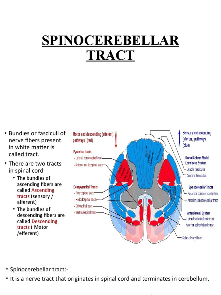 Spinocerebelar Tract 2 Pdf Spinal Cord Neuroscience