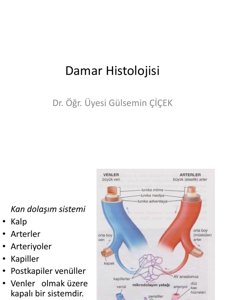 Damar Histolojisi | PDF