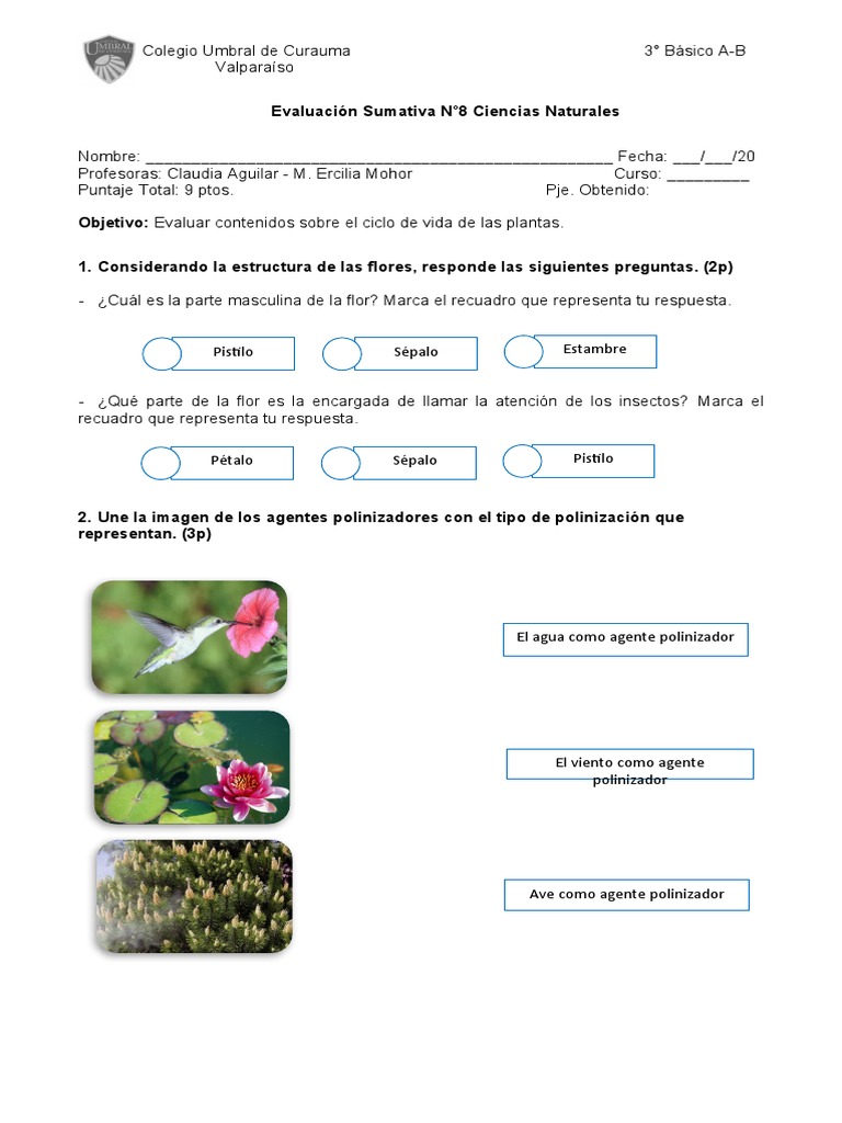 Guía de Las Plantas y Sus Partes | PDF