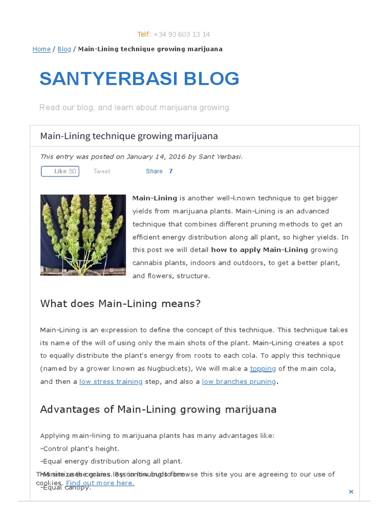 Main-Lining Technique Growing Marijuana - Santyerbasi Blog | PDF ...