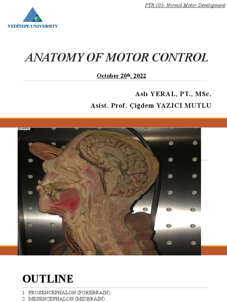 Cerebral Anatomy in Motor Control | PDF | Vestibular System | Cerebral ...
