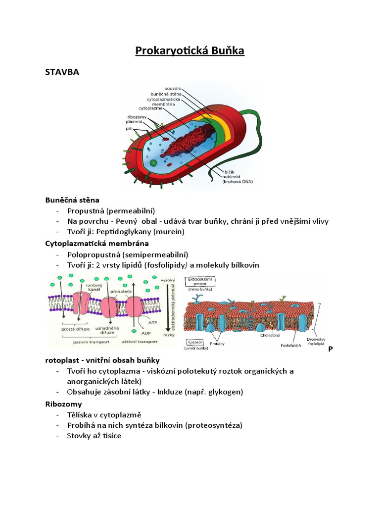 Prokaryotická Buňka | PDF