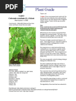 Ube Production Guide | PDF | Mulch | Fertilizer