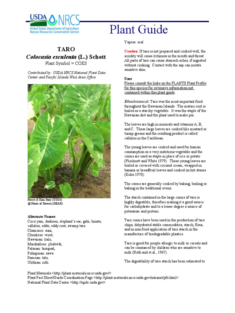 Taro | PDF | Pest (Organism) | Plants
