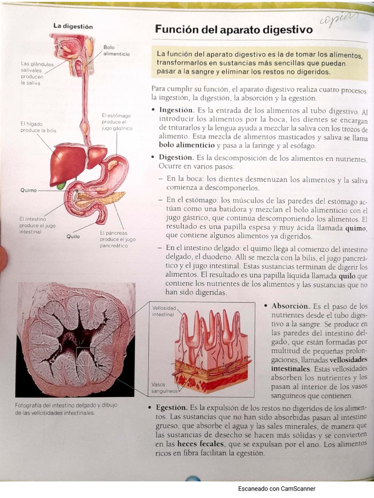 8 Función Del Aparato Digestivo | PDF