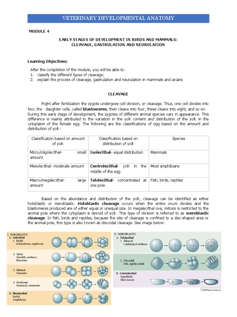 Early Development Stages in Birds and Mammals | PDF | Embryo | Biology