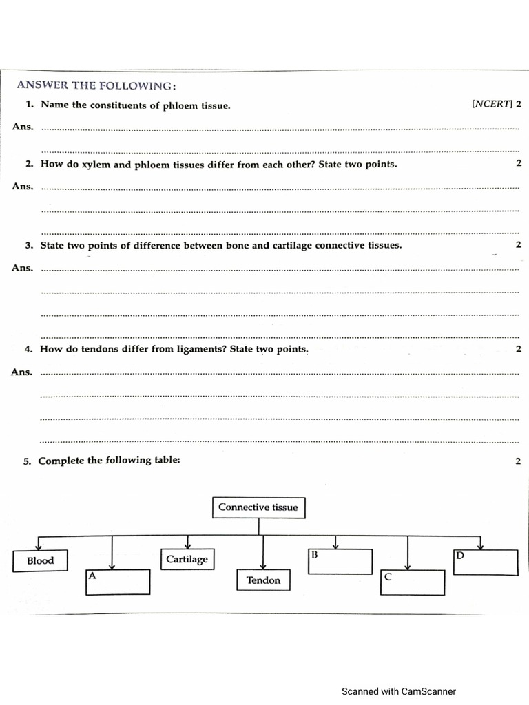 Tissues - Worksheet 3 | PDF