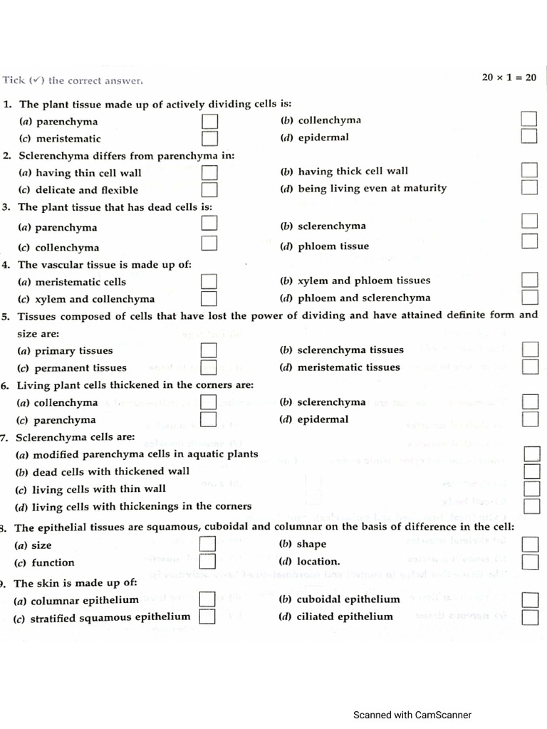 Tissues - Worksheet 4 | PDF