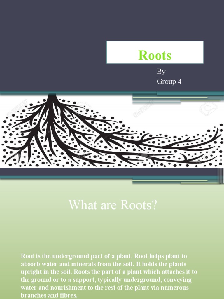 Roots | PDF