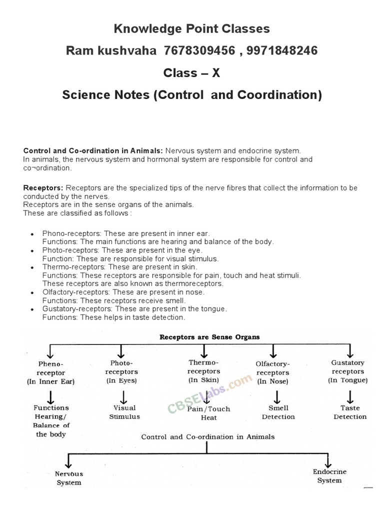 Conrtol and Coordination Notes | PDF | Nervous System | Neuron