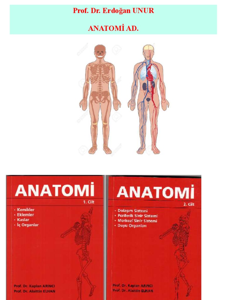Anatomi Tüm Pdf