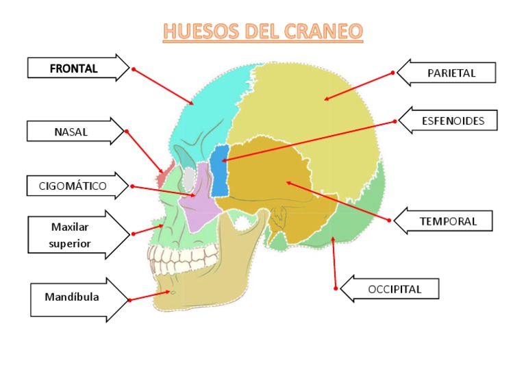 Craneo Con Nombres | PDF