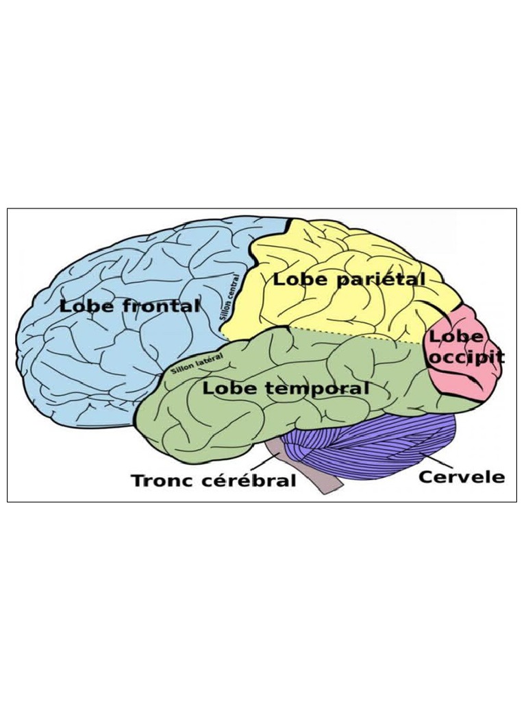 Rompecabezas Cerebro 1 | PDF