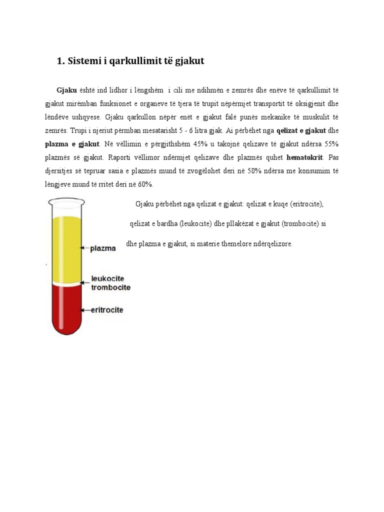 Sistemi I Qarkullimit Të Gjakut | PDF