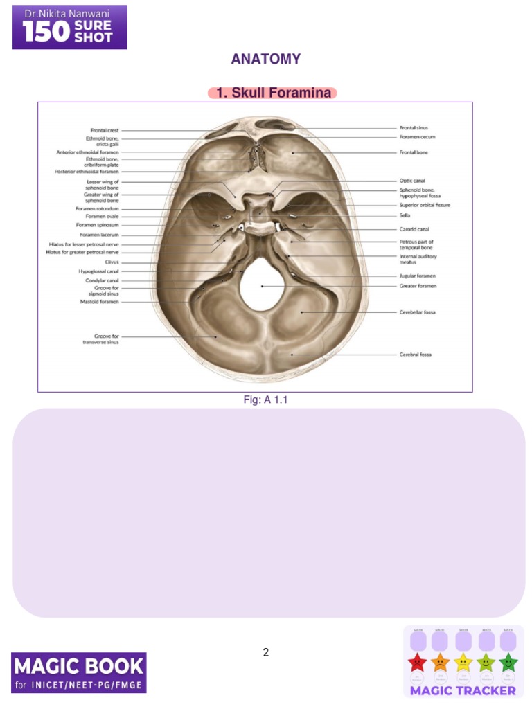 Magic Book DR Nikita 2.0 Online | PDF | Striatum | Basal Ganglia