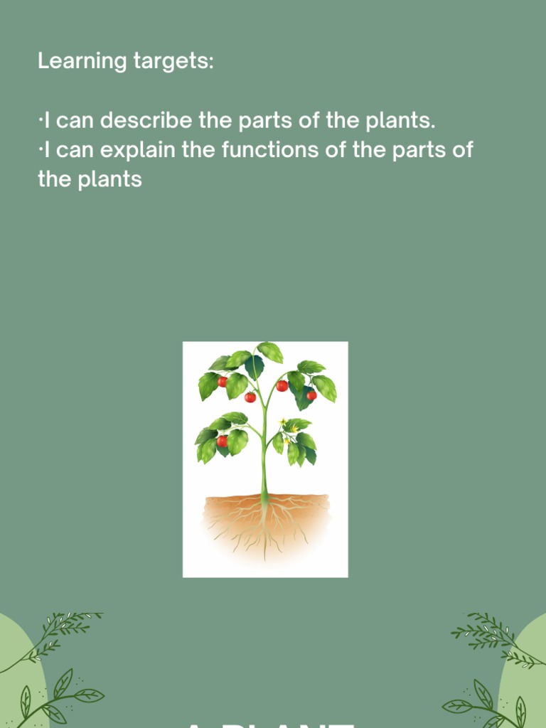 Parts of The Plant and Its Function PDF | PDF | Science & Mathematics