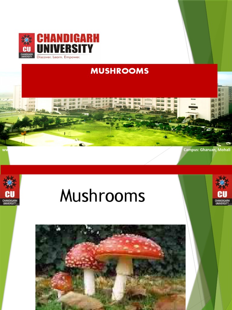 Poisonous Mushrooms | PDF | Mushroom | Mycology