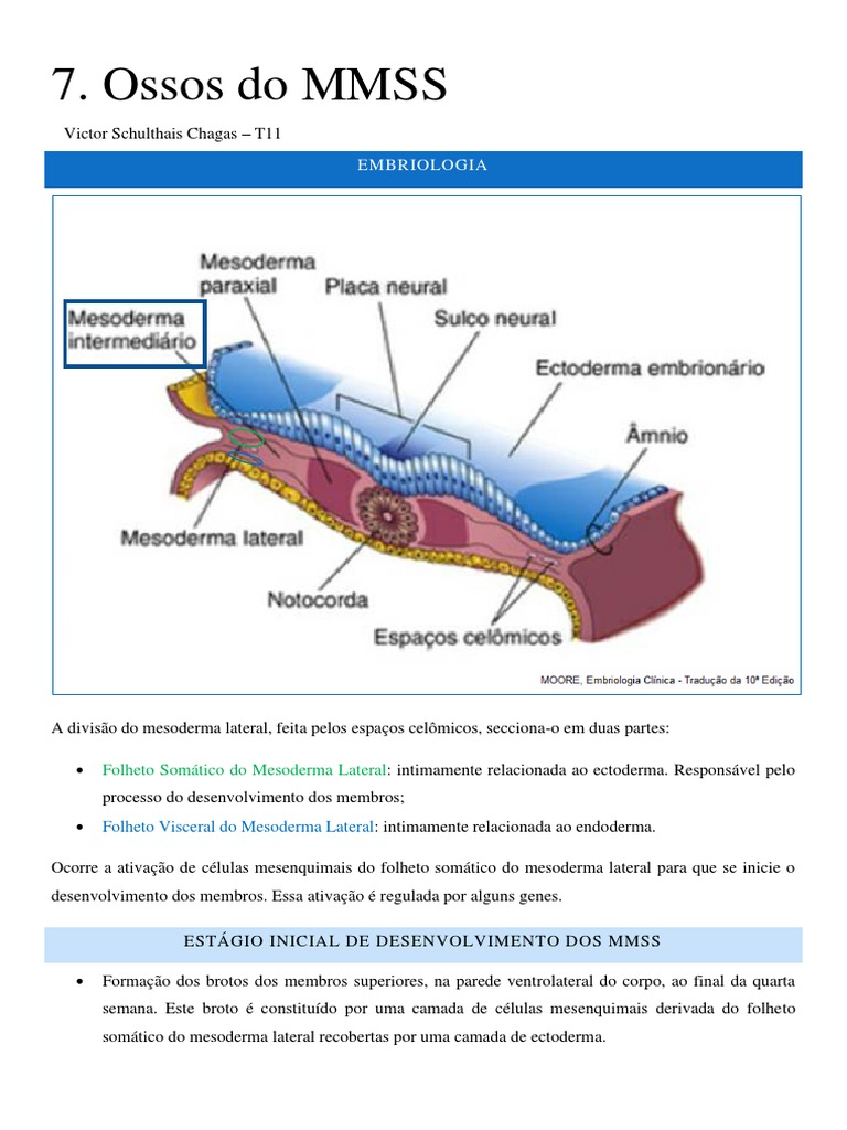 # 06 Ossos Do MMSS | PDF | Membros (anatomia) | Morfologia (Biologia)