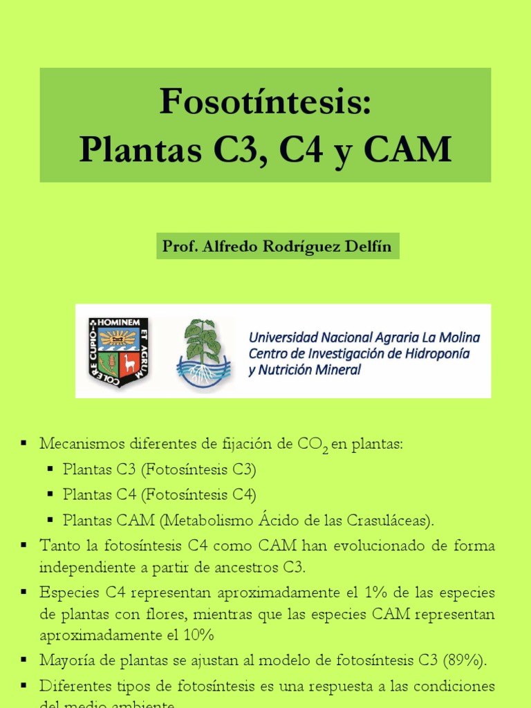 Plantasc3 C4 Cam - 2020 | PDF | Fotosíntesis | Biotecnología