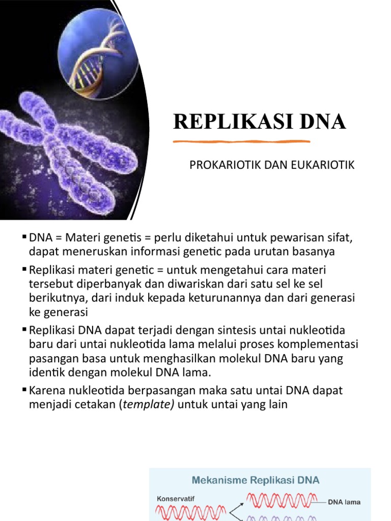 Replikasi Dna PPT Kel. 2 Erlin | PDF | Kajian Bahasa Asing | Sains ...