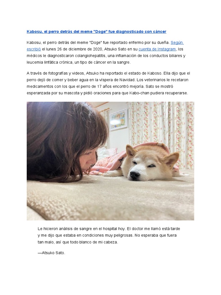 Kabosu, El Perro Detrás Del Meme - Doge - Fue Diagnosticado Con Cáncer | PDF | Ciencias sociales