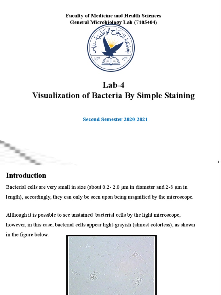 LAB 4 Simple Stain 2nd 2020-2021 | PDF | Staining | Fixation (Histology)