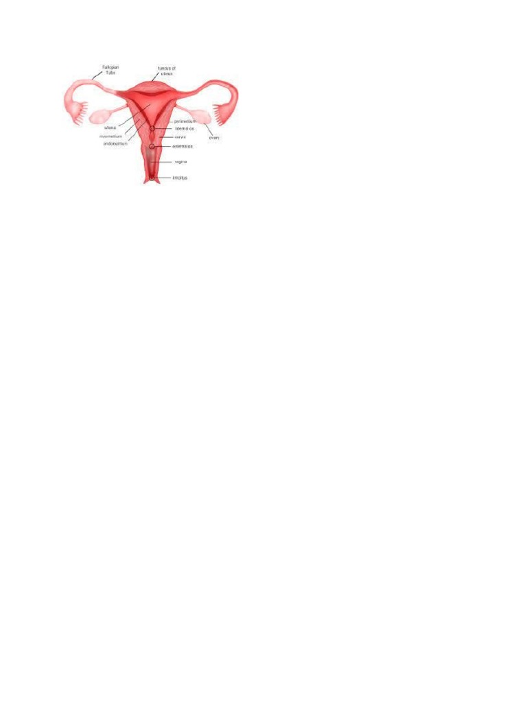 Anatomi Uterus | PDF