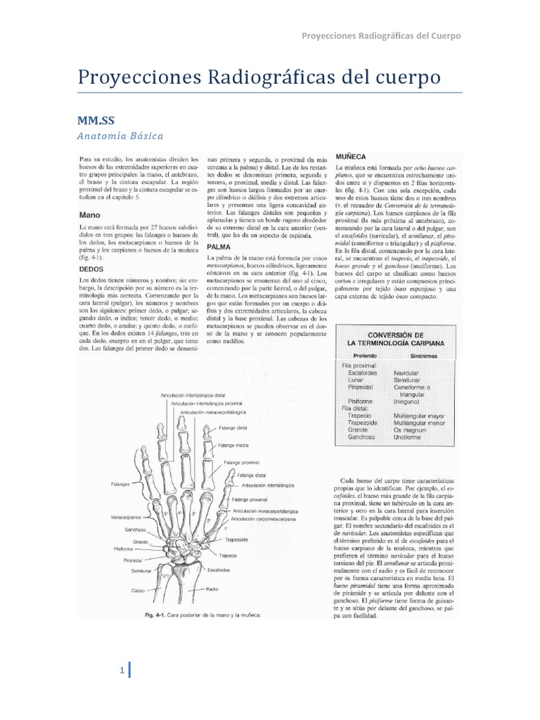 Proyecciones Radiográficas del cuerpo | PDF | Mano | Codo