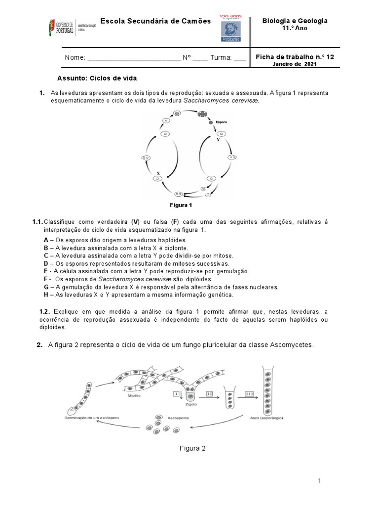 Ficha 12 - Ciclos de Vida | PDF | Meiose | Ploidia