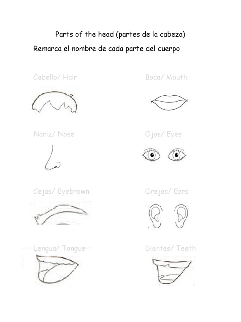Parts of The Head | PDF