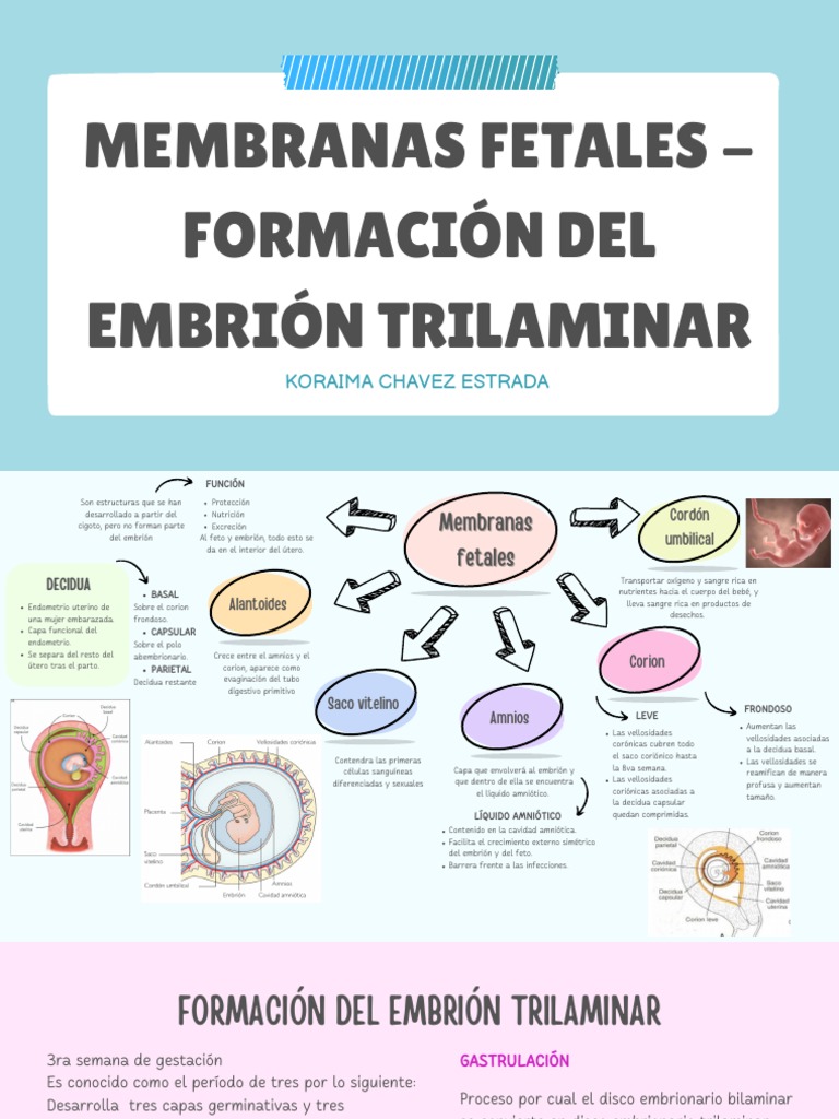 Membranas Fetales y Formación Tirlaminar Embrionaria | PDF | Zoología ...