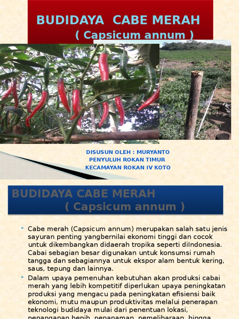 Budidaya Cabe | PDF