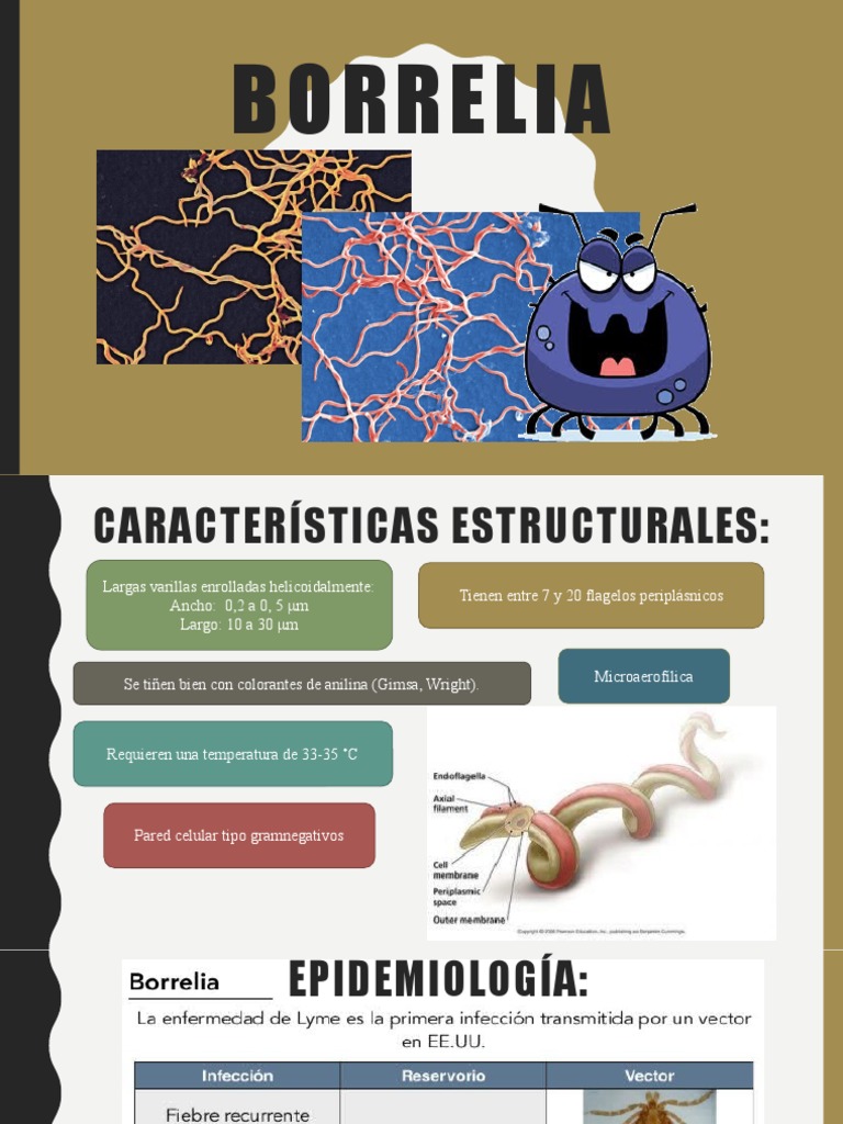 Borrelia Micro | PDF