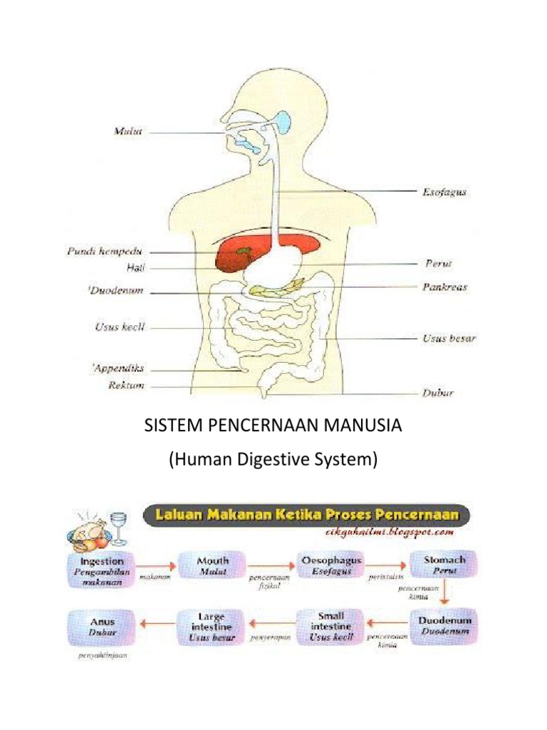 Sistem Pencernaan Manusia | PDF