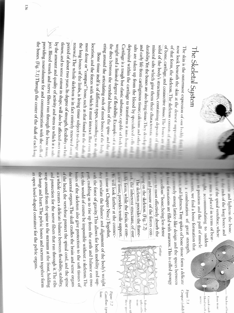 Skeletal System in Wisdom of The Moving Body by Linda Hartley | PDF