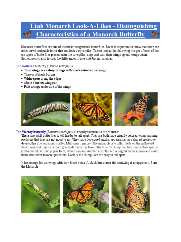 Utah Monarch Look-A-Likes - Distinguishing Characteristics of A Monarch ...