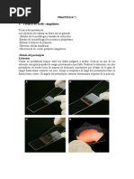 PRÁCTICA 5. Hematología. Tinción de Wright | PDF | Leucocito | Hematología