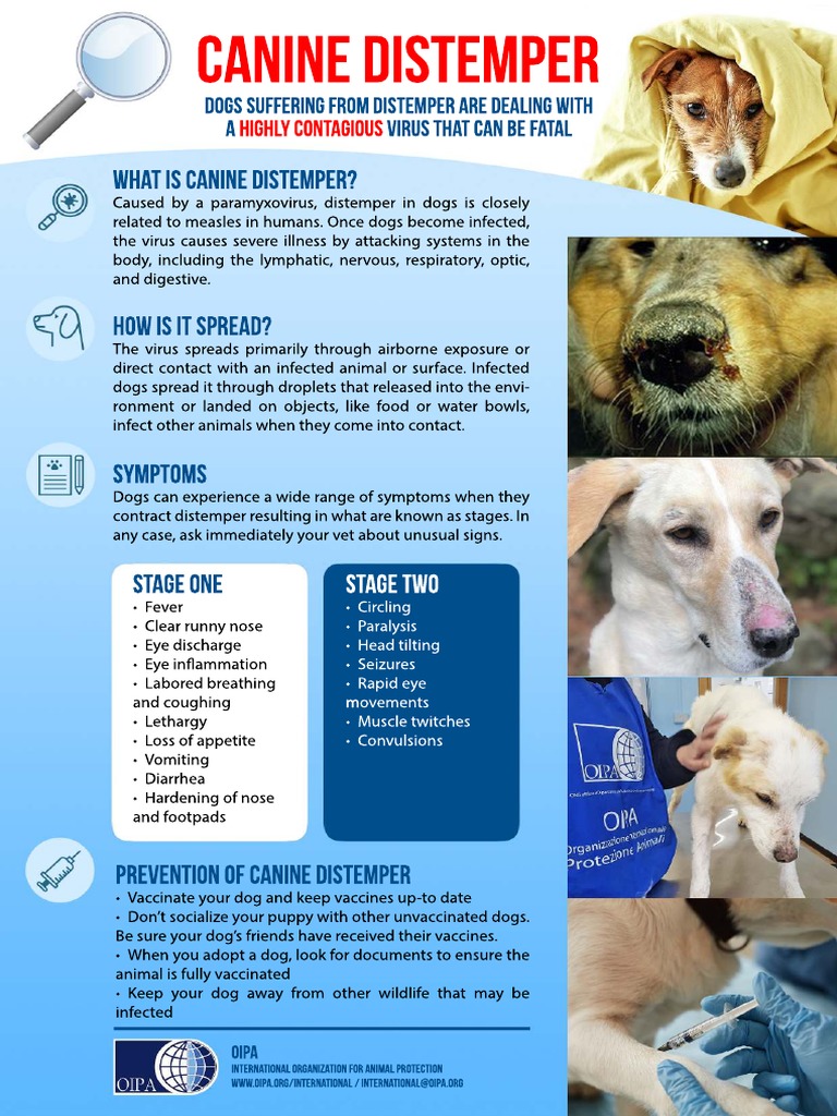 Canine Distemper Brief Guide | PDF