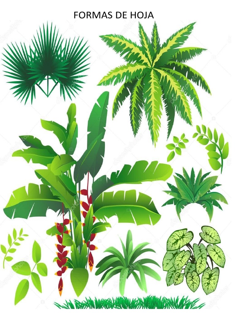 Formas de Hoja | PDF