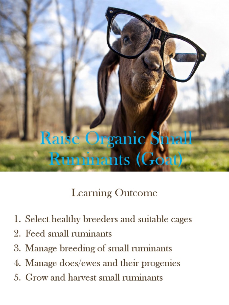 MTJ OAP NCII Raise Organic Small Ruminants | PDF | Goat | Cereals