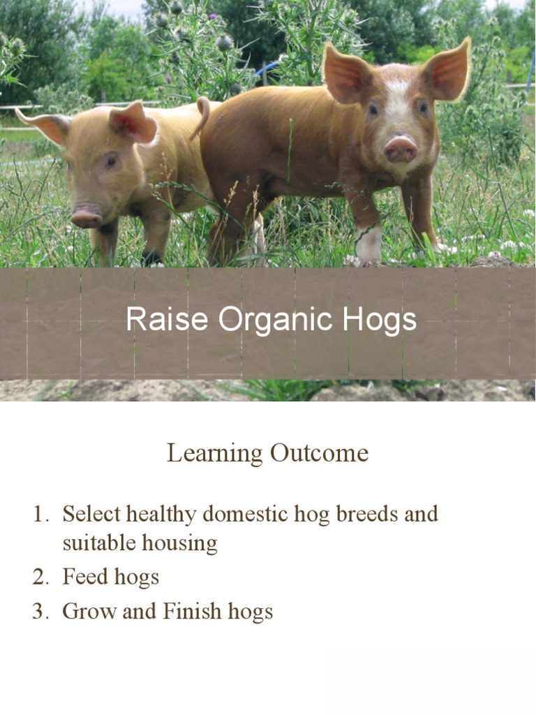 MTJ Raise Organic Hogs - Elective | PDF | Pig | Legume
