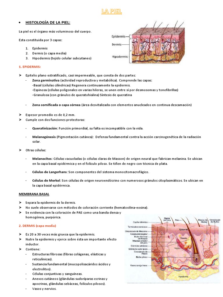 Piel Parte 1 | PDF | Piel | Epidermis