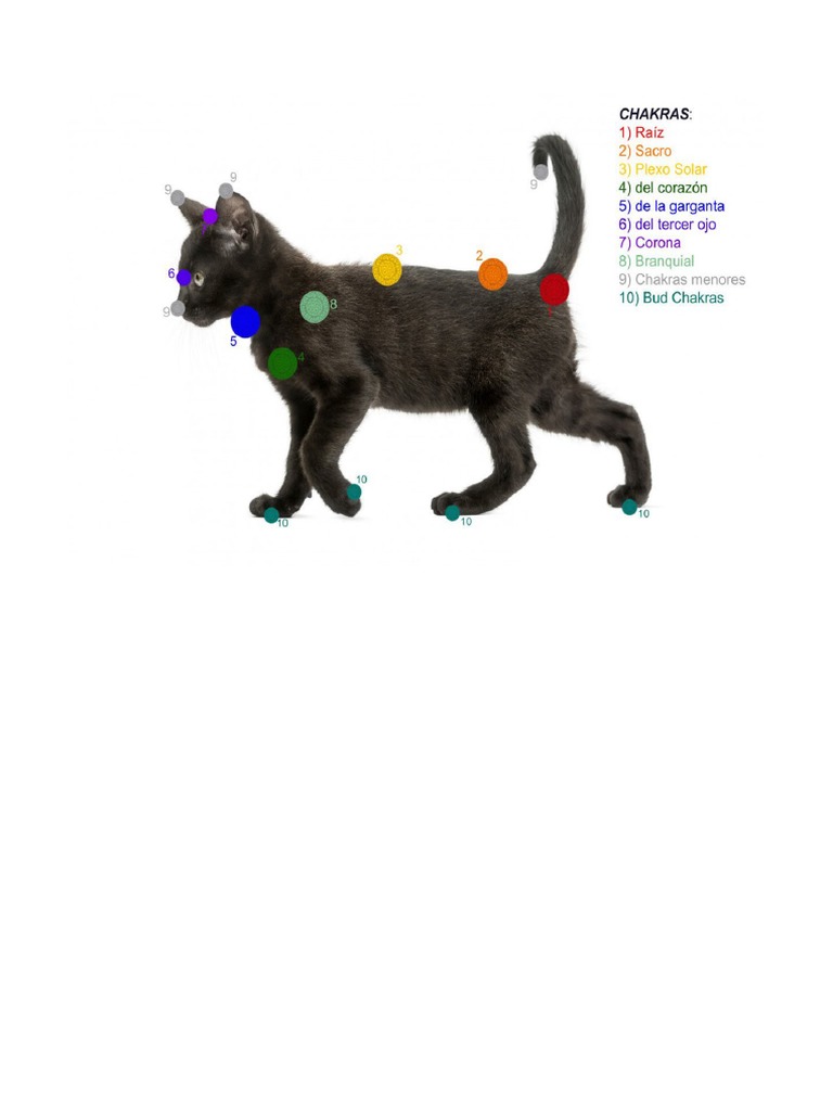 Chakra Gatos | PDF