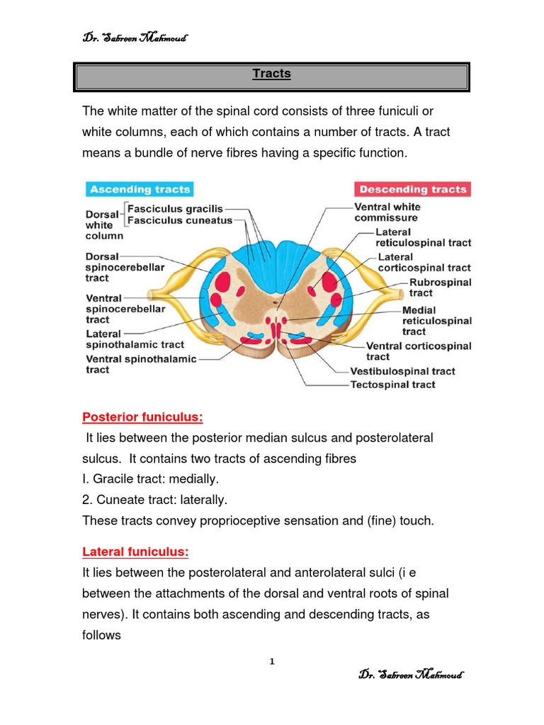 10 Ascending Sensory Pathways Pdf Nervous System Brain