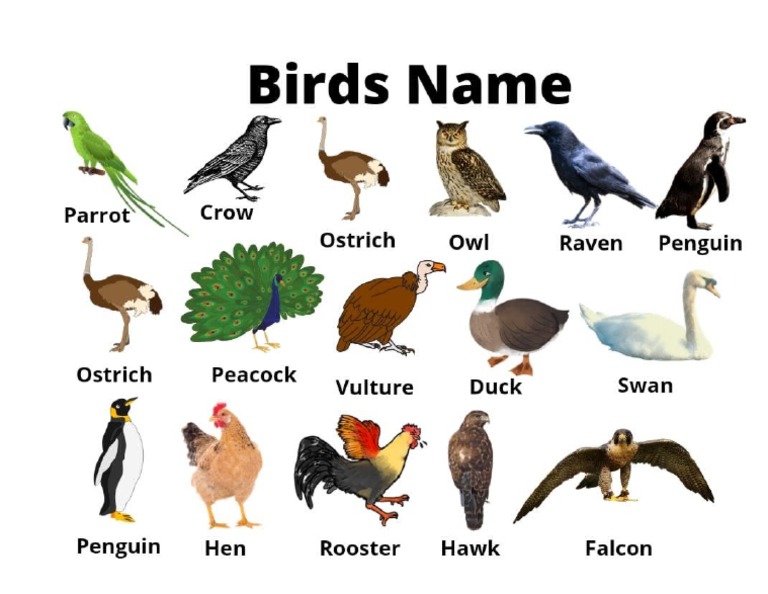 Birds | PDF